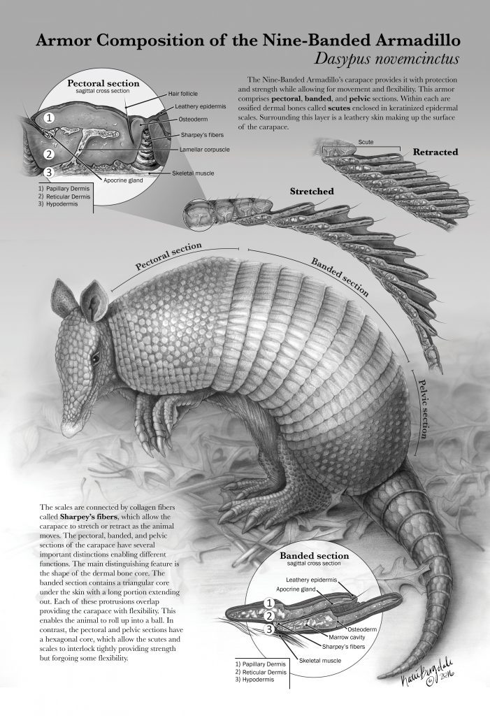 ME:120.721 :: Raster Tone Illustration – Art as Applied to Medicine