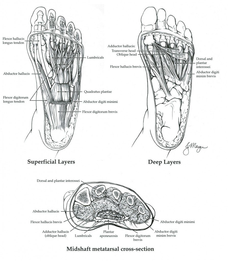 ME:120.719 :: Illustrating Anatomy – Art as Applied to Medicine