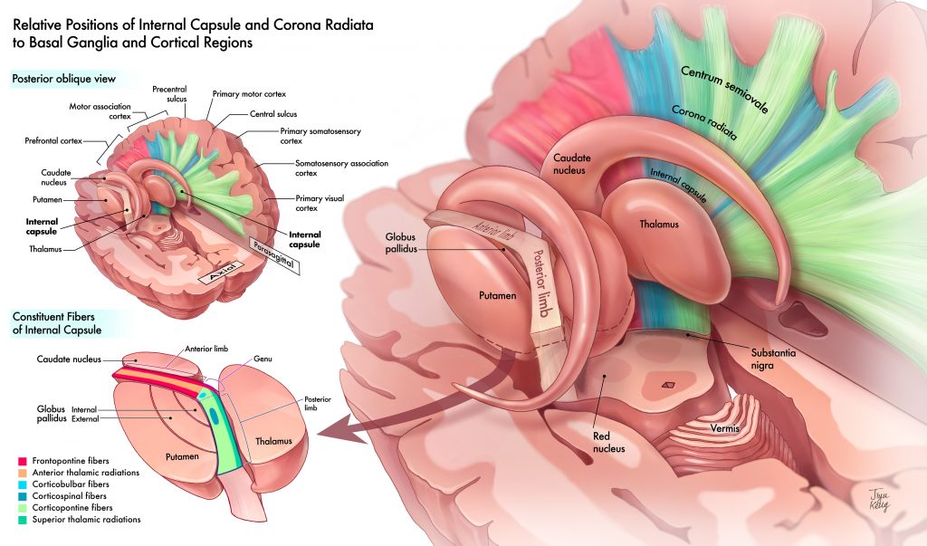 ME:120.727 :: Neuroanatomy for the Medical Illustrator – Art as Applied ...