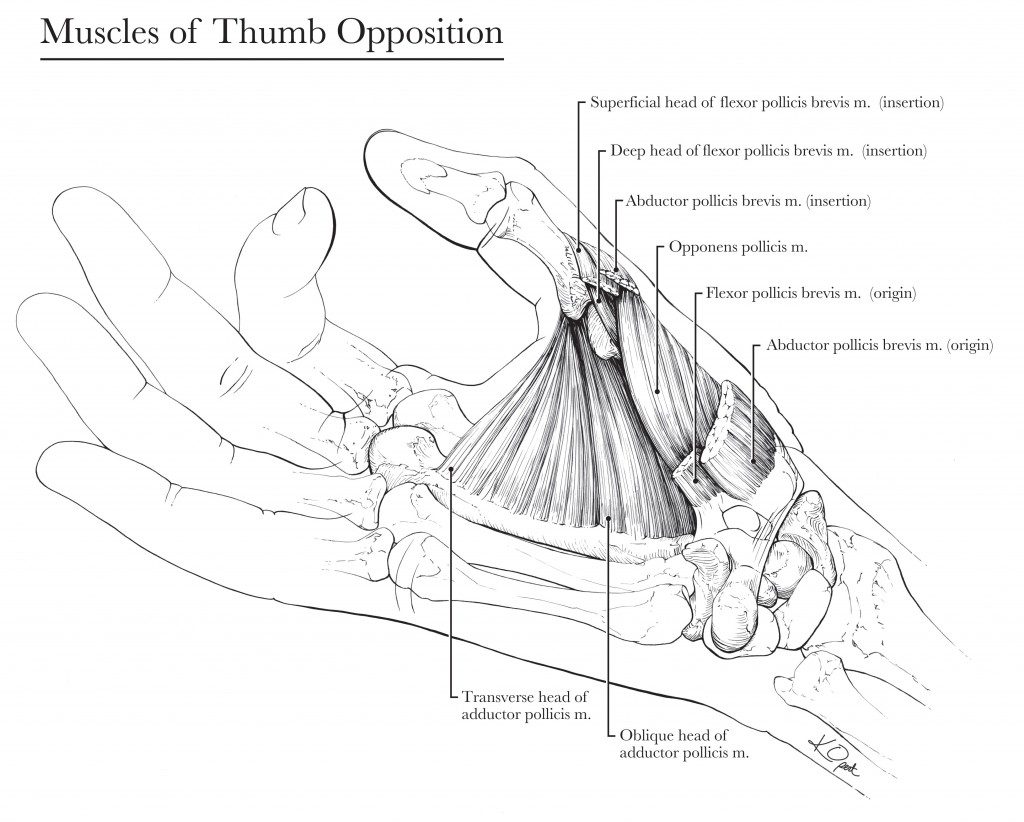 Thumb Muscles Anatomy